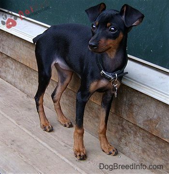 Miniature Pinscher (Fox Min Pin) – Vua Của Các Giống Chó Nhỏ - Thú Cảnh