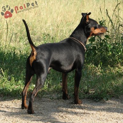 Miniature Pinscher (Fox Min Pin) – Vua Của Các Giống Chó Nhỏ