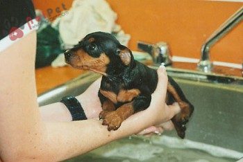 Miniature Pinscher (Fox Min Pin) – Vua Của Các Giống Chó Nhỏ - Thú Cảnh
