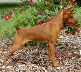 Miniature Pinscher (Fox Min Pin) – Vua Của Các Giống Chó Nhỏ - Thú Cảnh