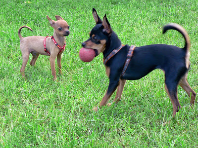 Miniature Pinscher (Fox Min Pin) – Vua Của Các Giống Chó Nhỏ - Thucanh ...