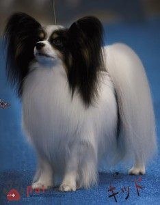 Papillon – Loài Chó Bướm Xinh Đẹp