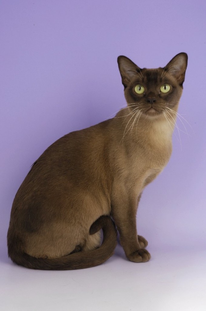 Burmese – Vẻ Đẹp Ngây Thơ, Trong Sáng