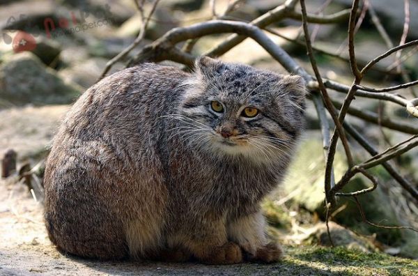 Manul