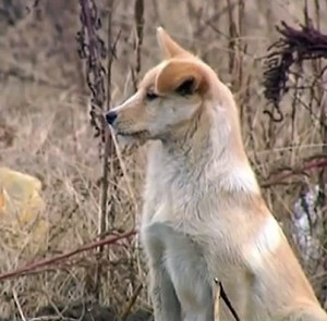 Chú Chó Của Lao Pan